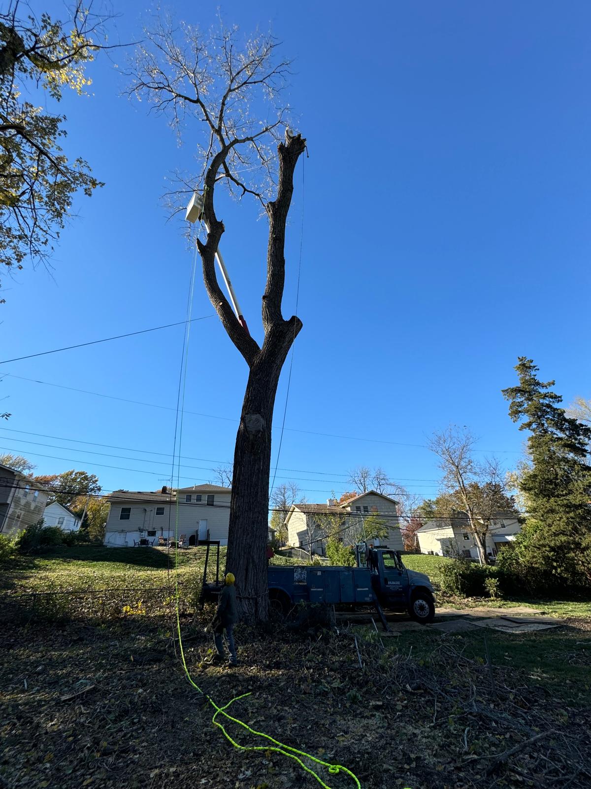 Small Tree Removal Cost Under $200? Here’s the Truth