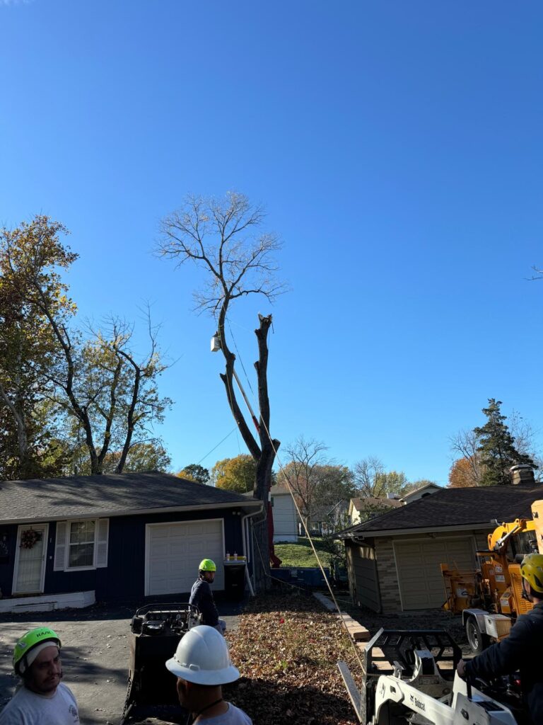 Average Cost to Cut Down a 30-Foot Tree Kansas City