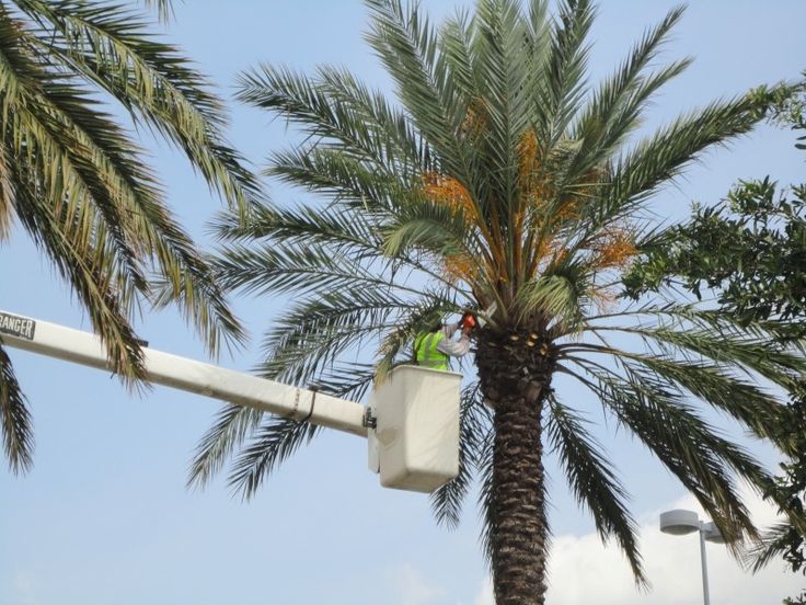 Palm Tree Trimming Cost Guide: Save Big in 2025