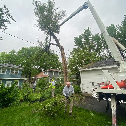 Tree Topping Services | Omar Tree Service